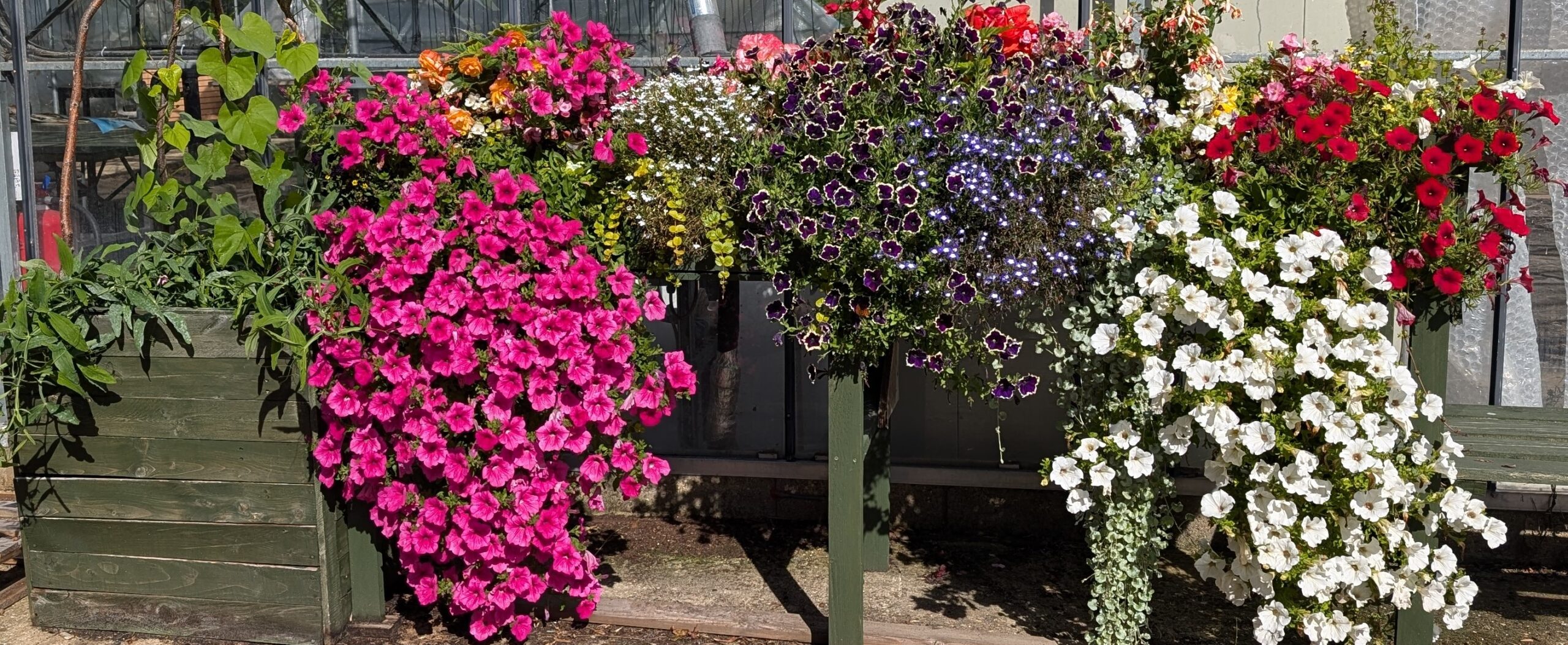 Darwin Nurseries & Farm Shop - How Are You Cambridge?
